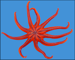 Genus Solaster